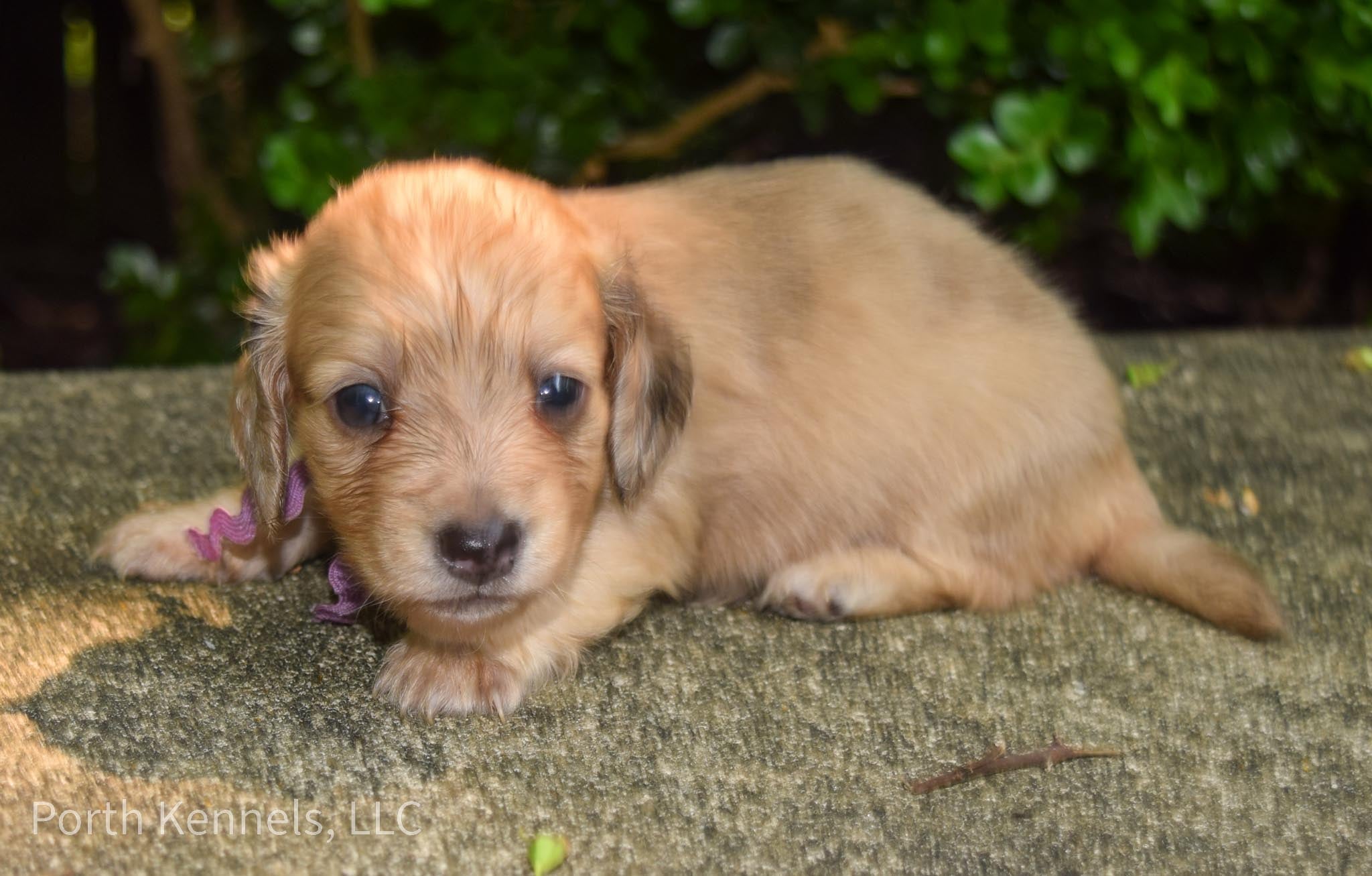 Setting Your Puppy Up for Success – The Dachshund Zone